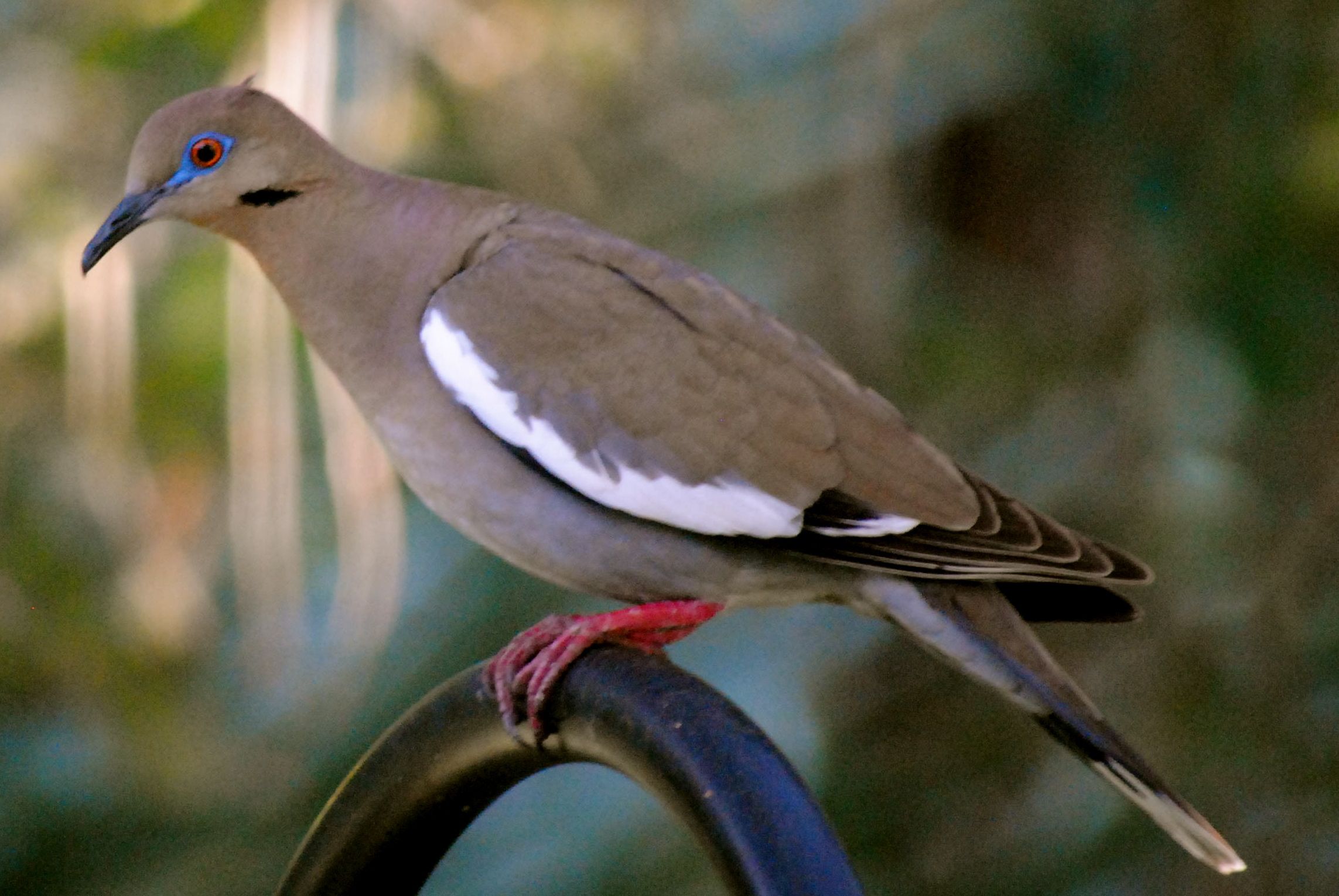 White-Winged Dove
