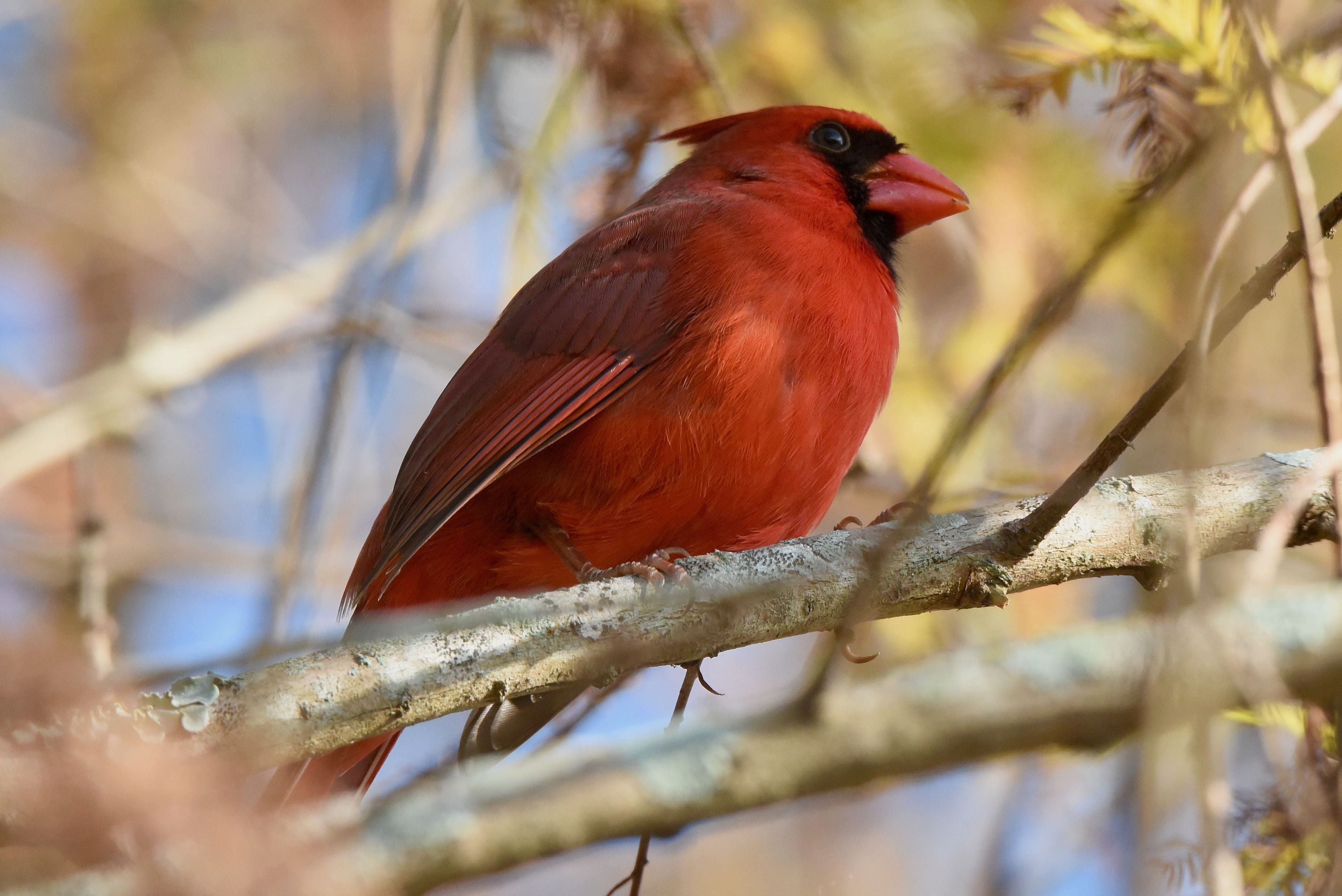 Noarthern Cardinal Noarthern Cardinal