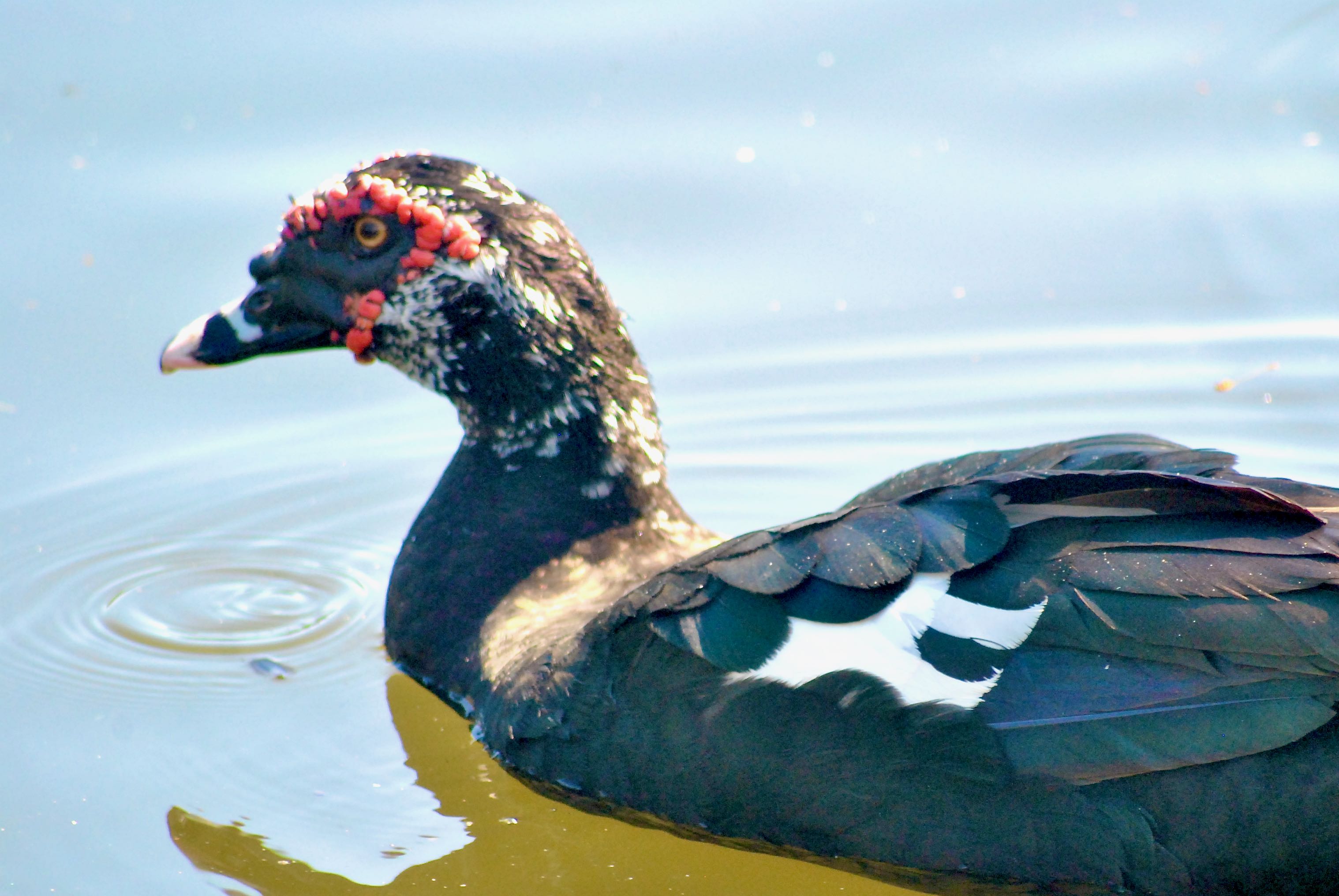 Birds of South Florida