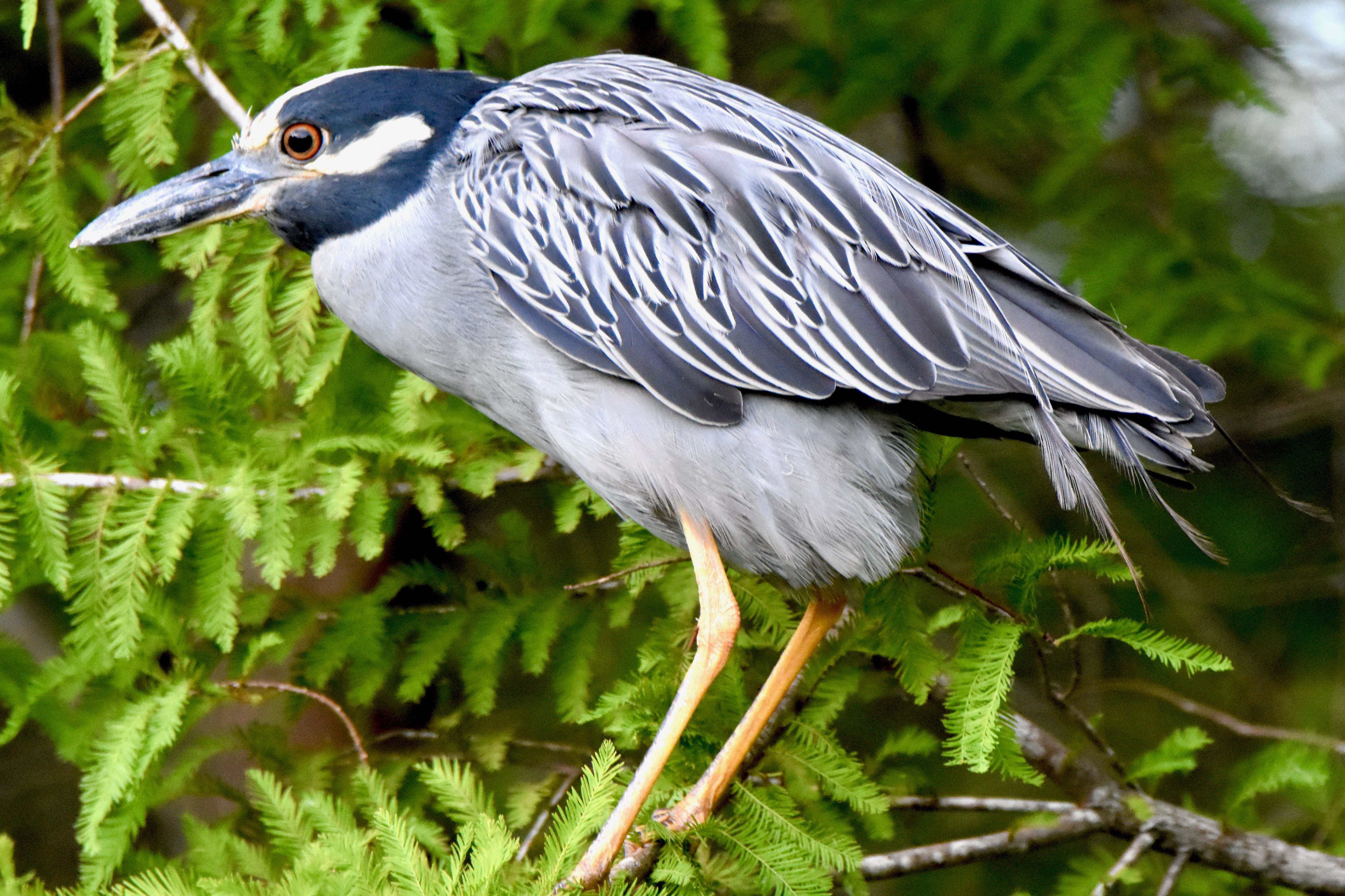 Birds of South Florida