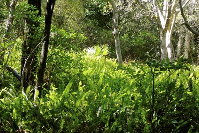 Deerfield Island Park