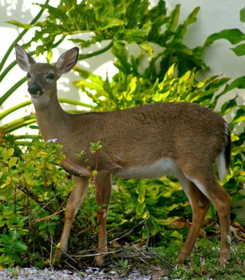Key Deer
