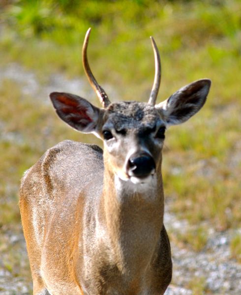 Key Deer