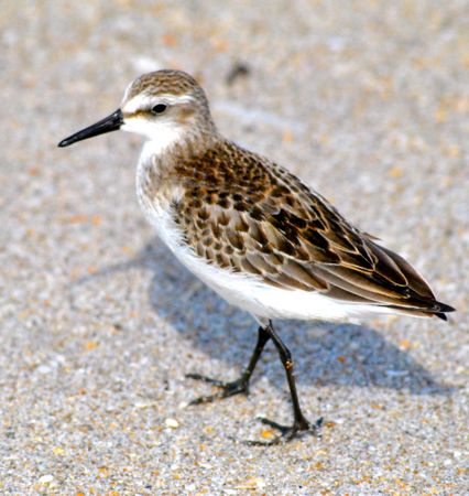 Semipalmated Sandpiper