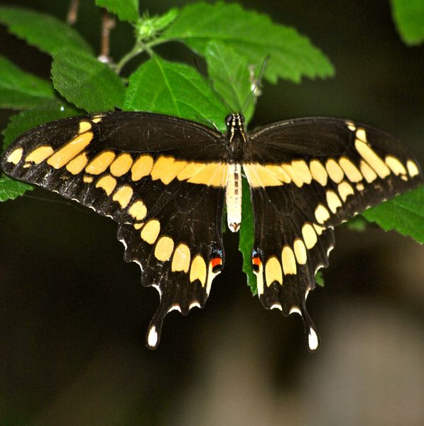 Giant Swallowtail Butterfly