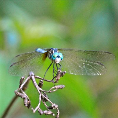 Blue Dasher Dragonfly Life Cycle