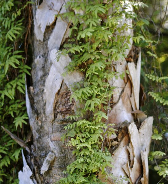 Old World Climbing Fern