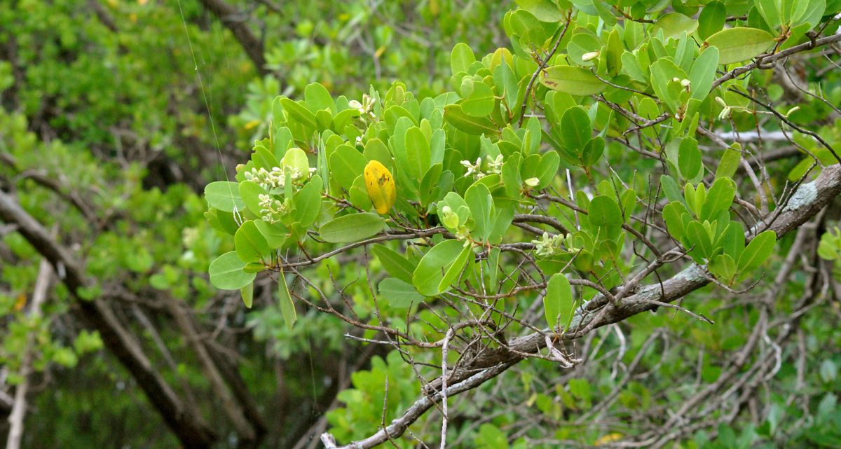 White Mangrove Roots