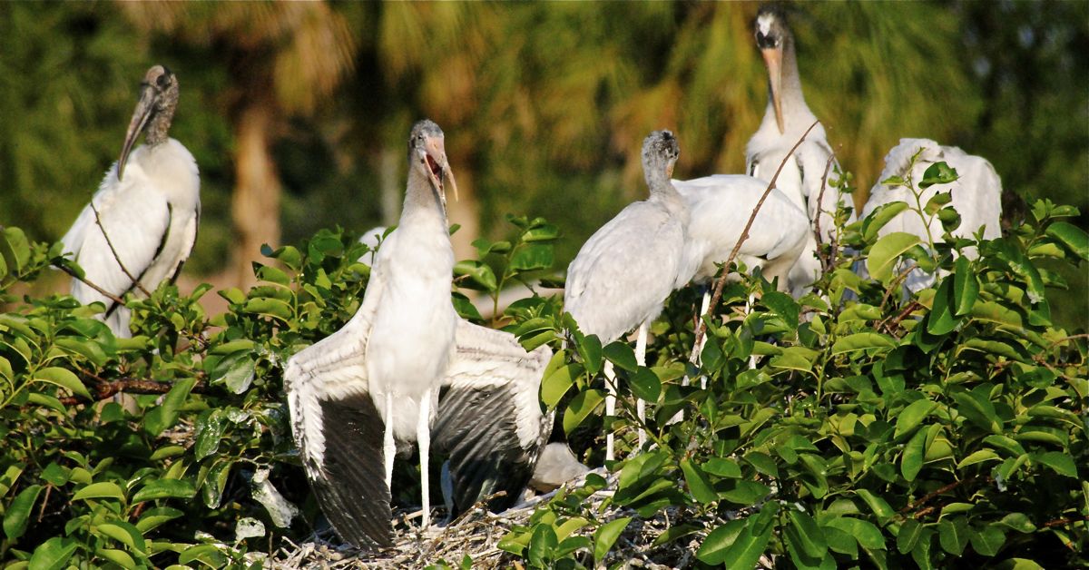 Wood Stork