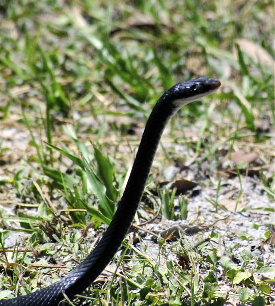 Southern black racer - Alchetron, The Free Social Encyclopedia
