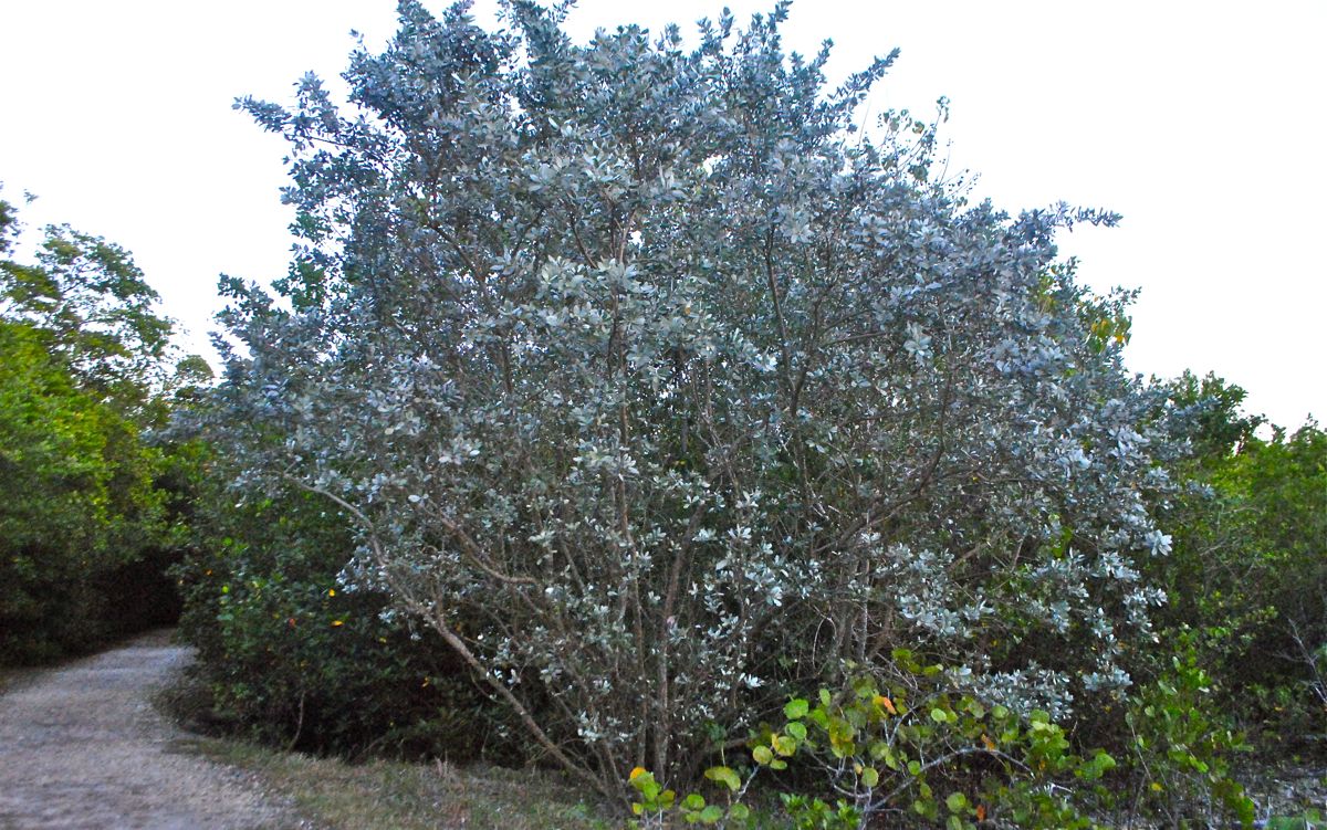Buttonwood Mangrove What's Up With Buttonwoods? | Treasure Coast