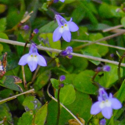 Canada Toadflax
