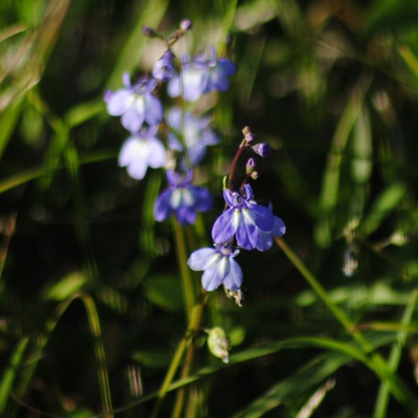Canada Toadflax
