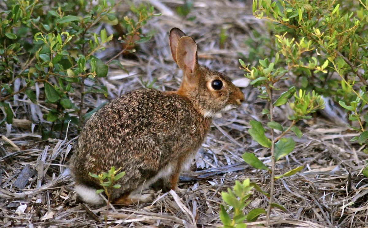 South African Rabbit Species at Rose Perez blog