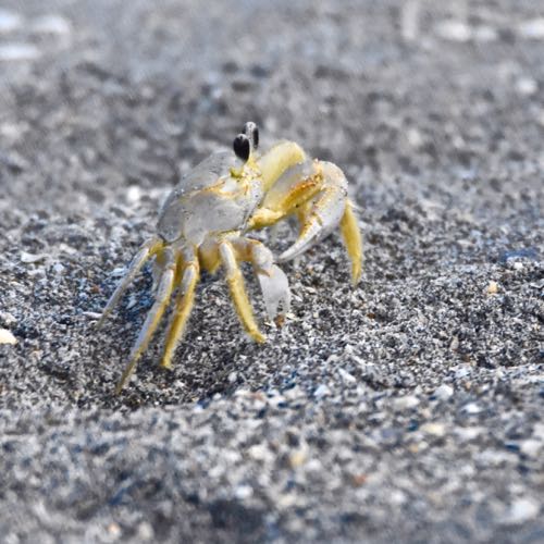 Ghost Crab