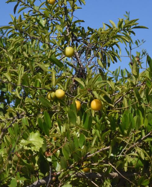 Hog Plum