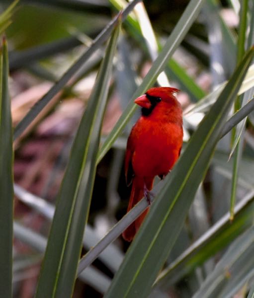 northern cardinal