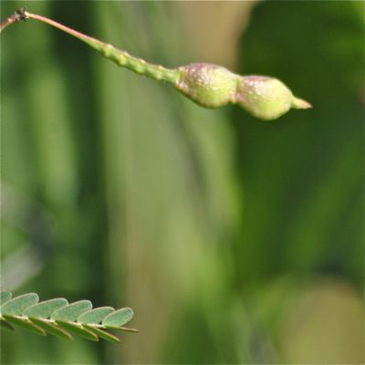 Sensitive Jointvetch