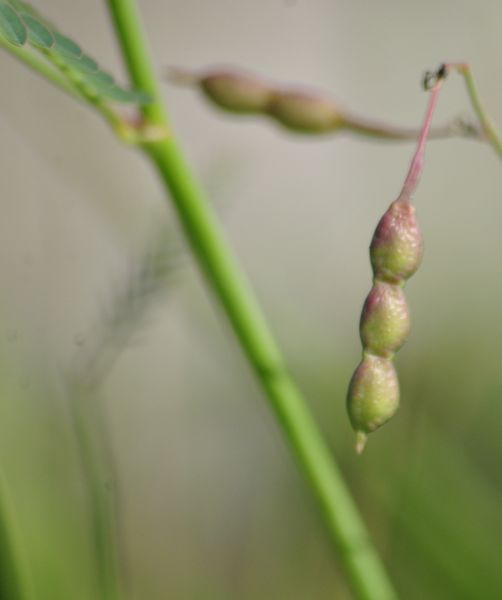 Sensitive Jointvetch