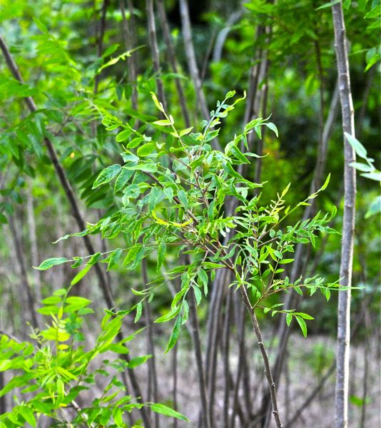 Sumac South Florida at Alfred Wilford blog