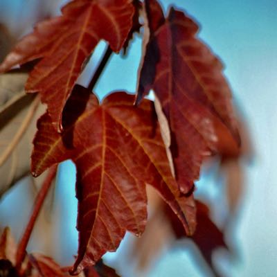 Red Maple
