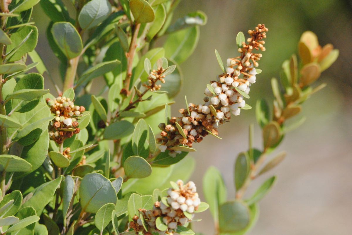 Coastalplain Staggerbush