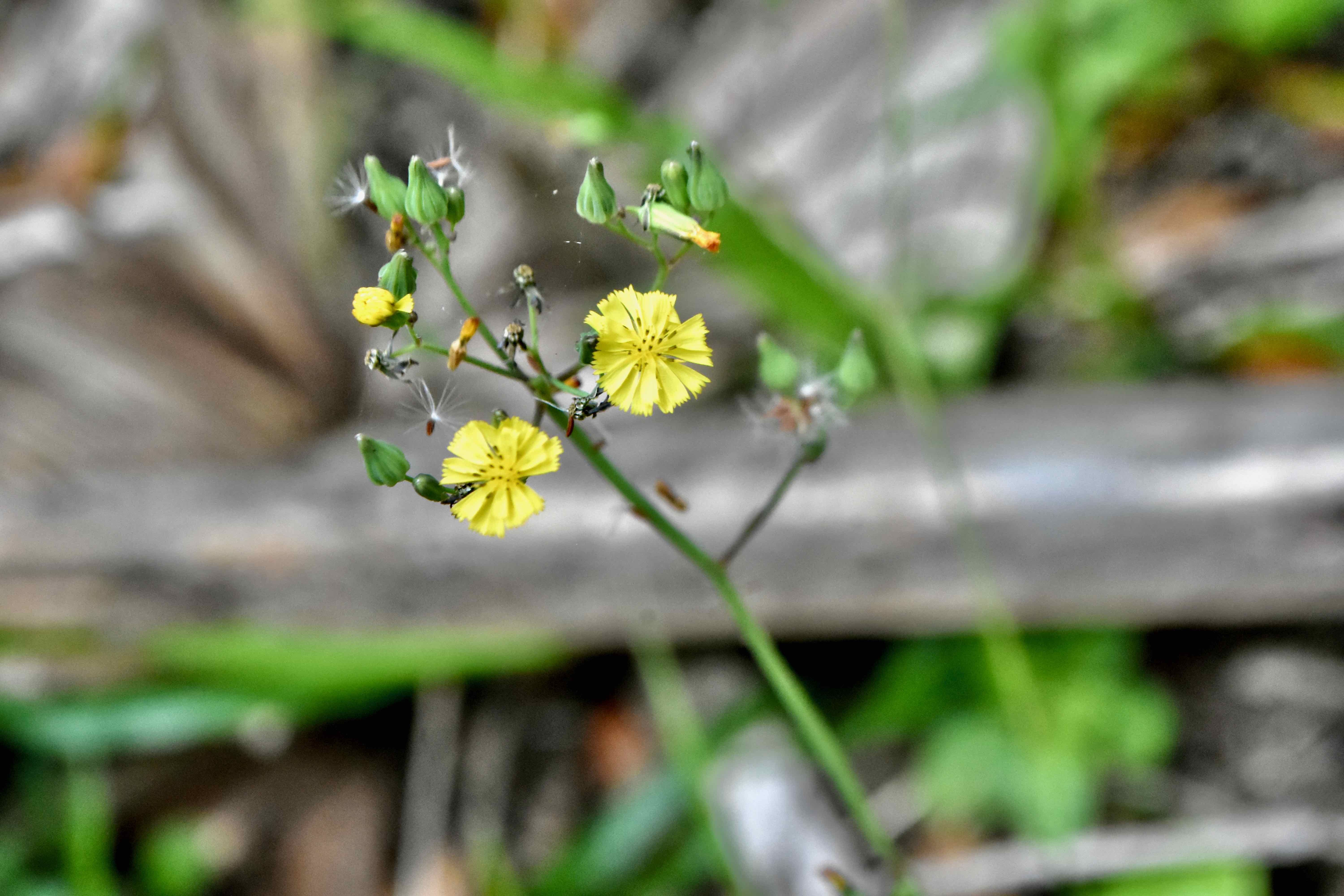 Asiatic False Hawksbeard