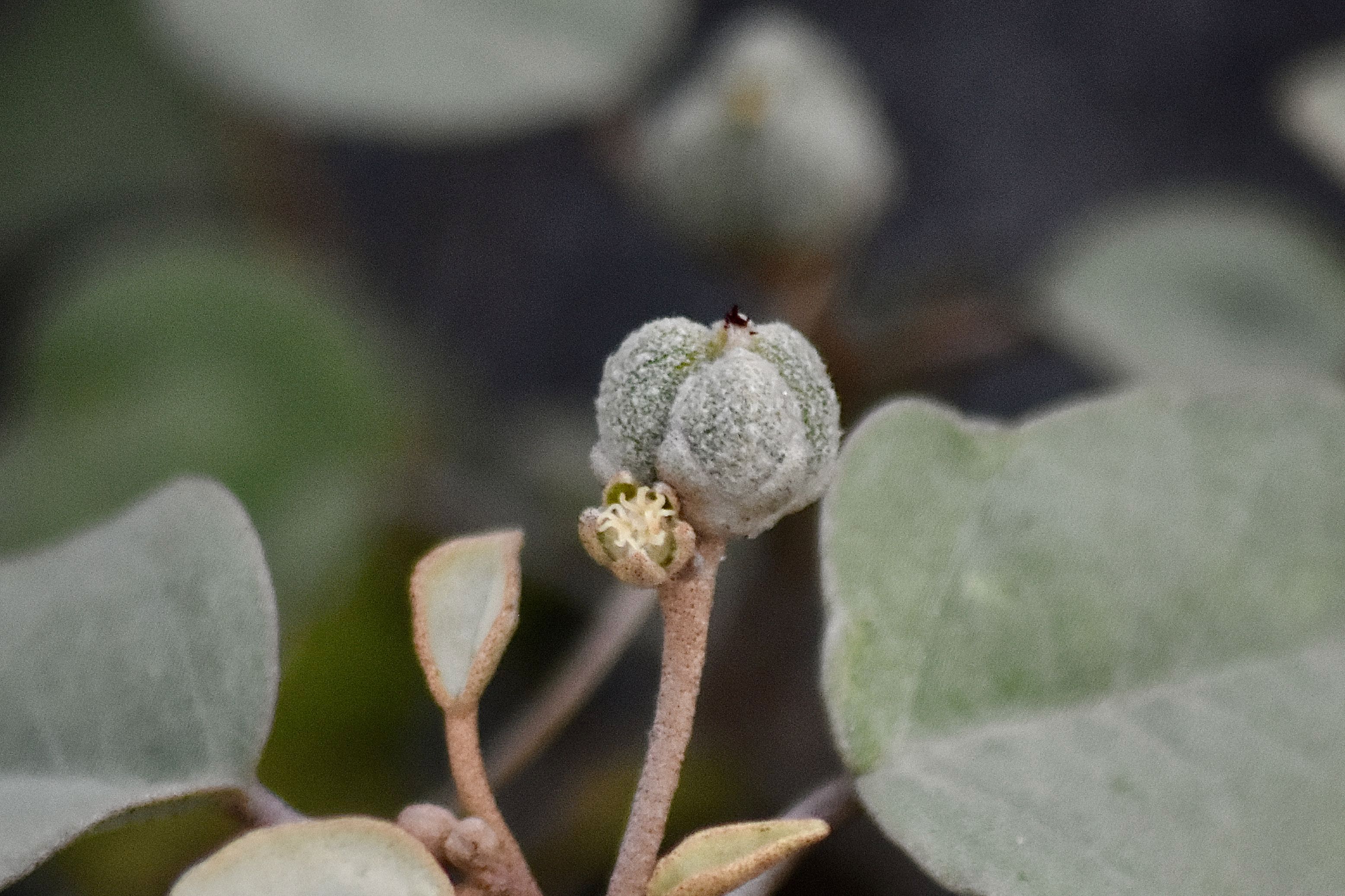 Puncturevine
