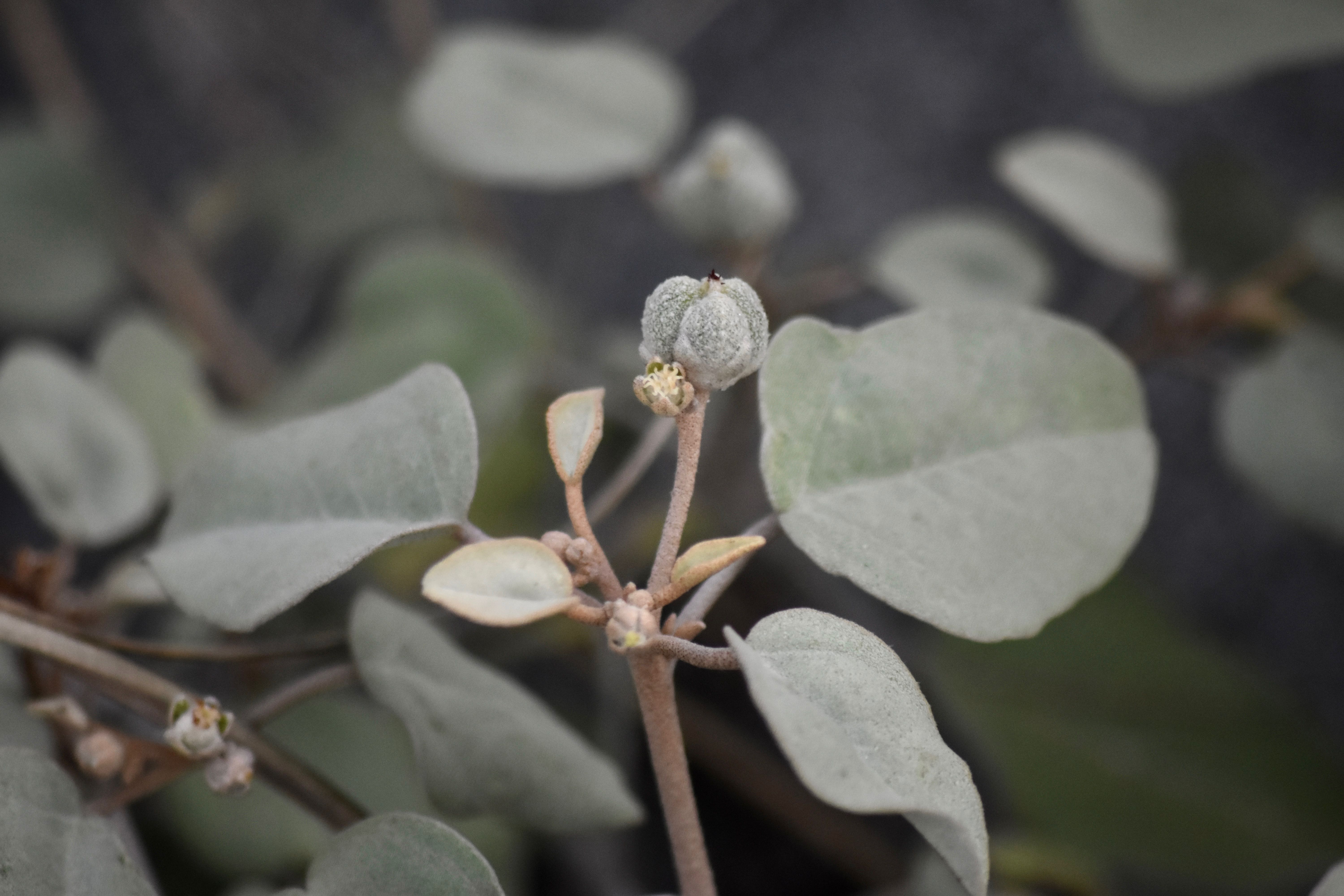 Puncturevine
