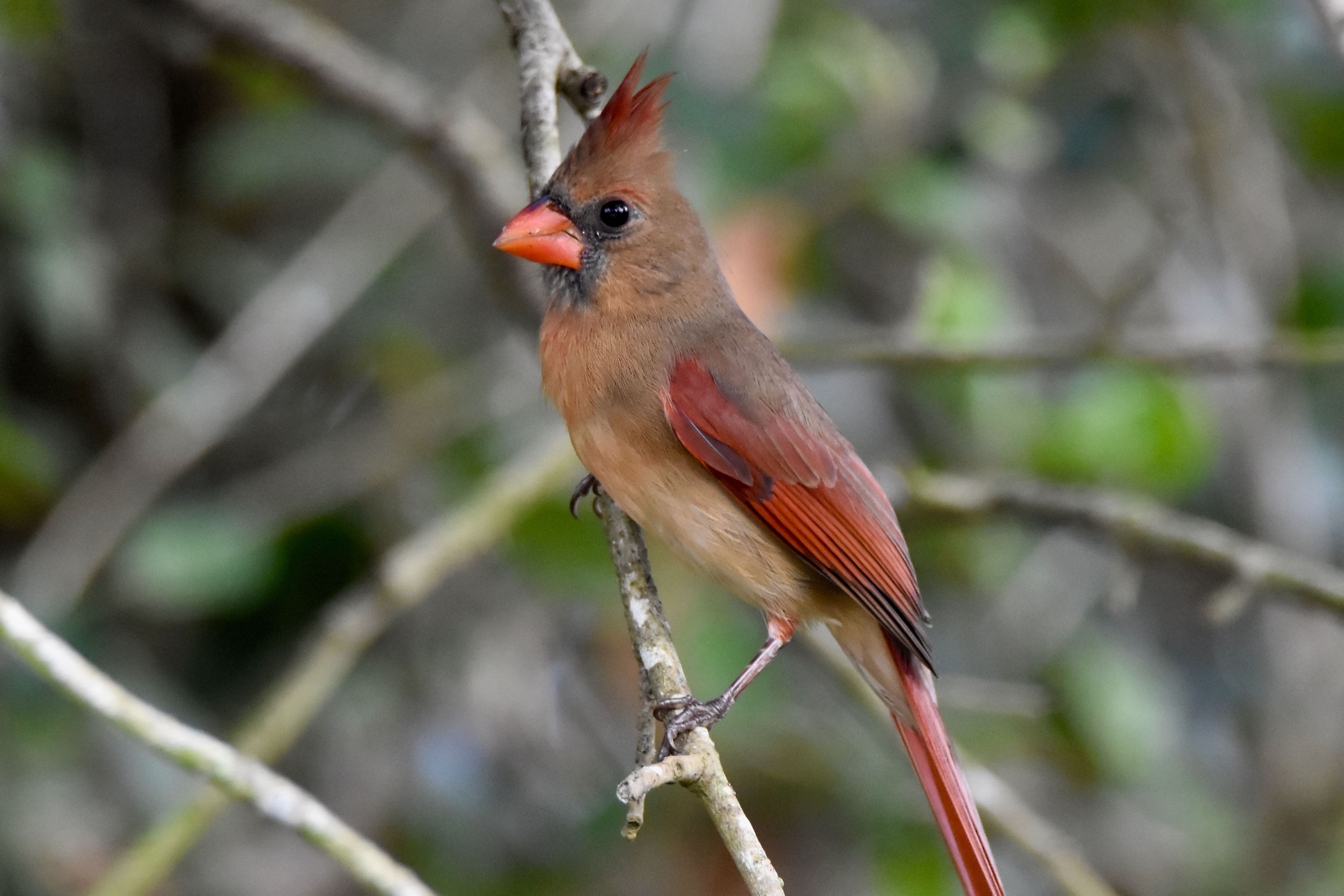 Noarthern Cardinal