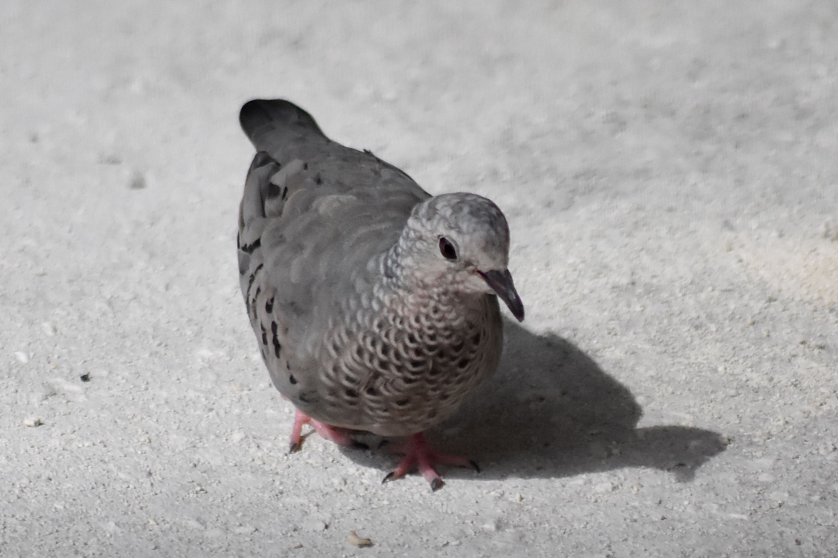 Common Ground Dove