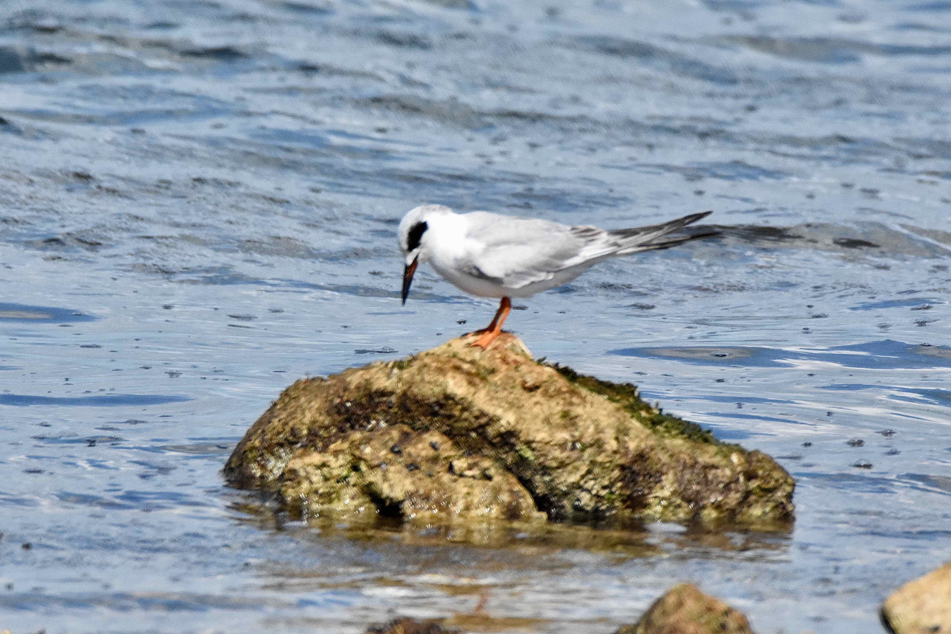 Forster's Tern