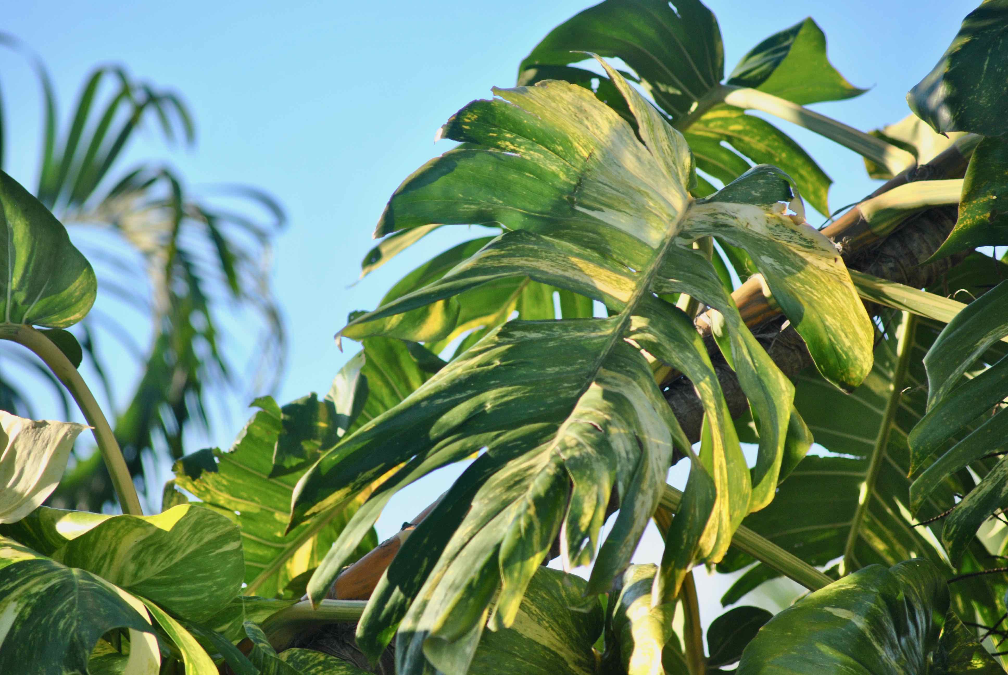 Growing Stunning Golden Pothos Trees: A Comprehensive Guide – Necps