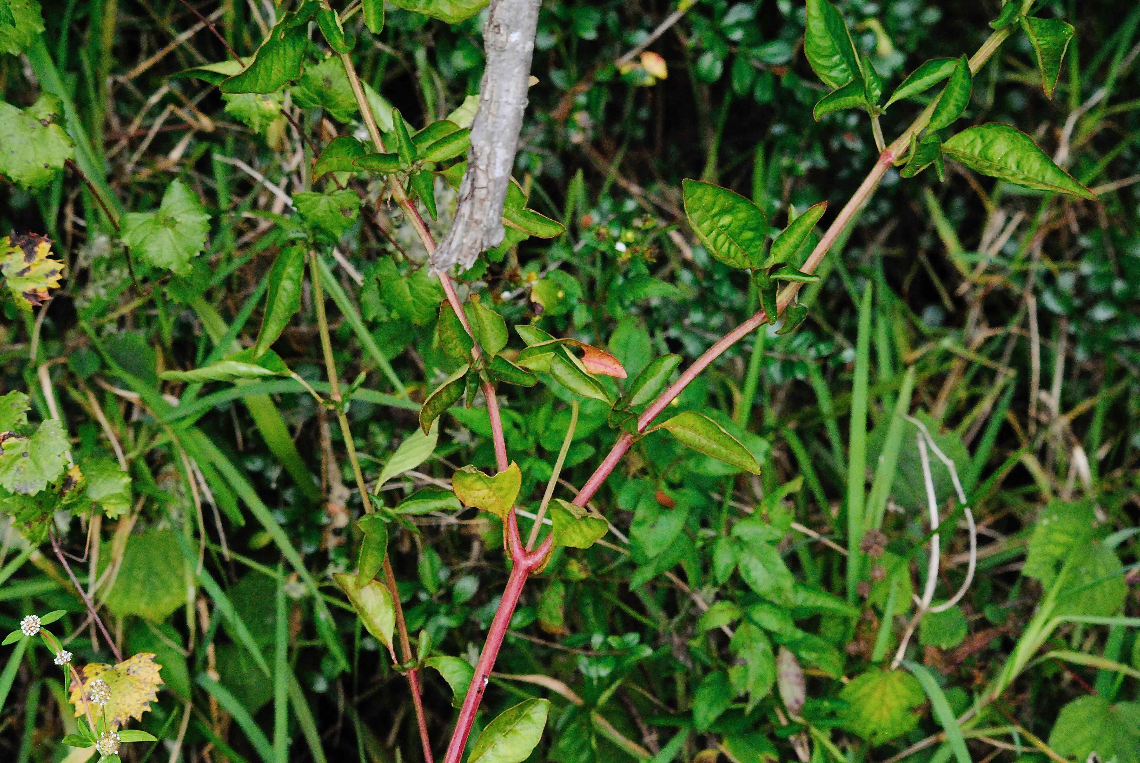 Juba's Bush / Bloodleaf