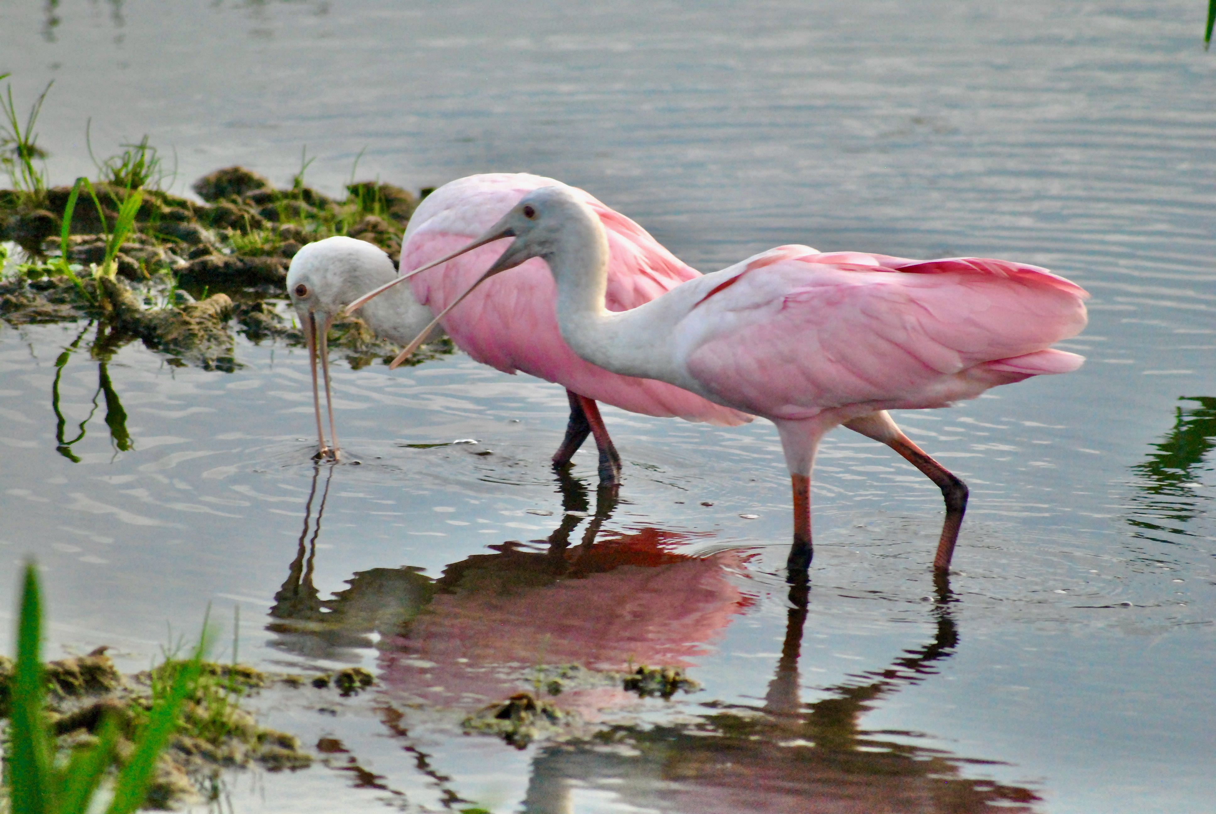 Roseate Spoonbill
