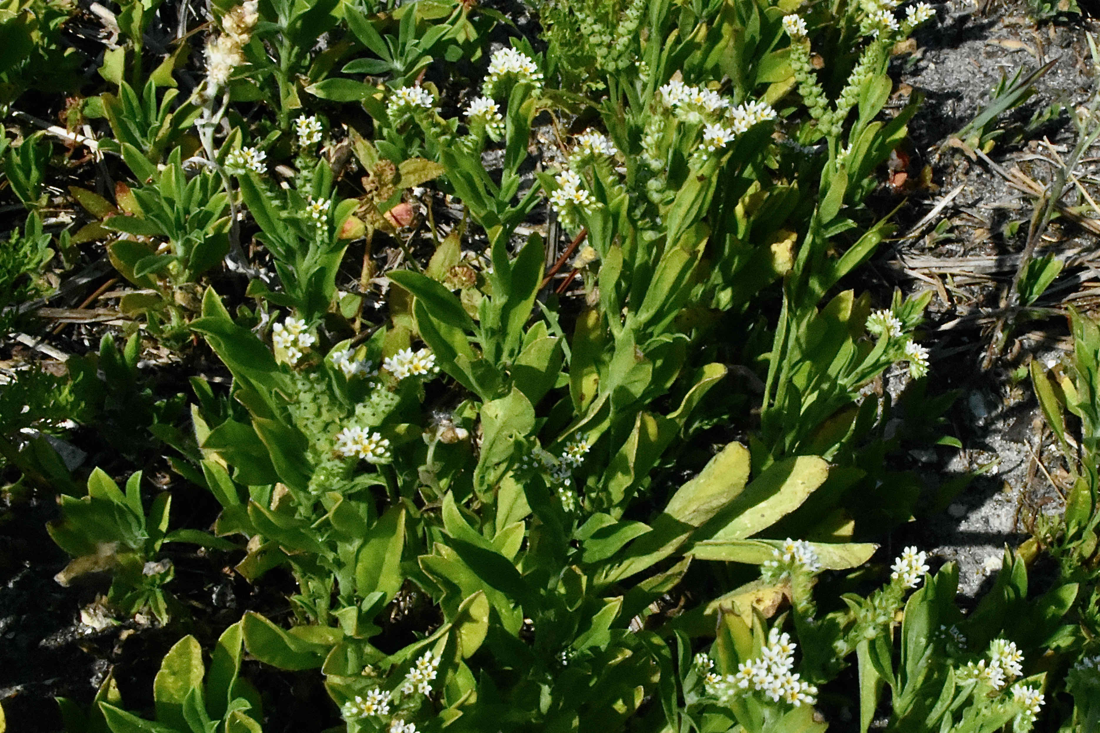 Flowering Plants of South Florida — Page 2