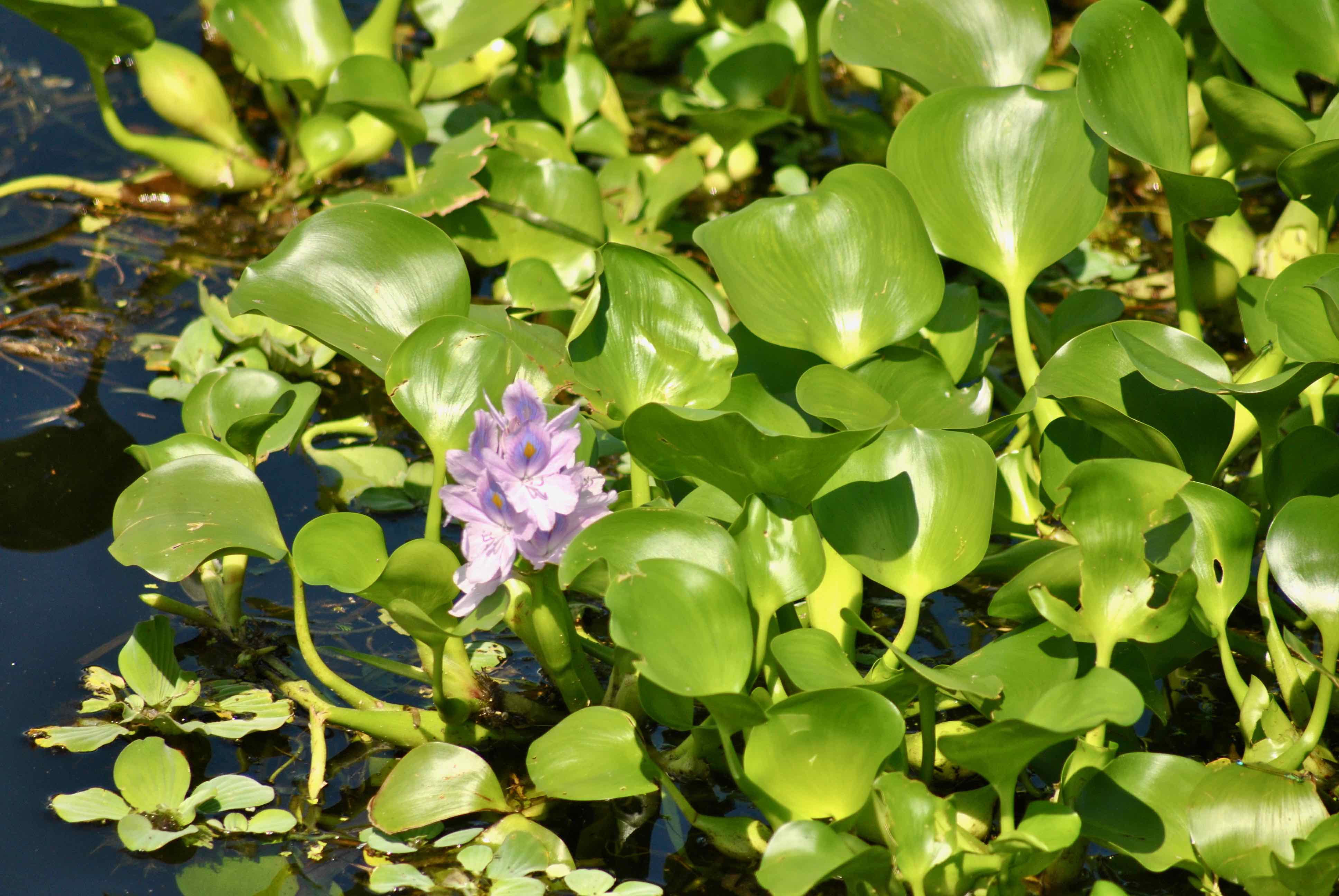Water Hyacinth